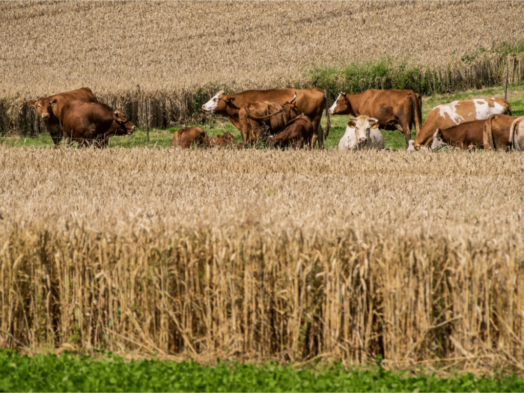 What Are The Benefits of Mixed Farming? | DeWitt Producers